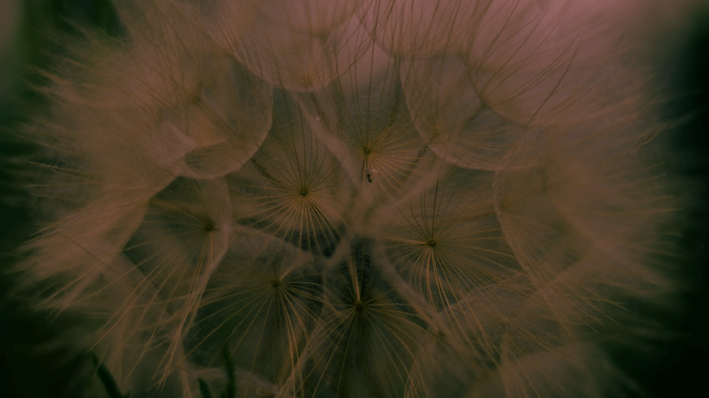 快速入门 | Cyberklick-DTC - 最好的 AI SaaS 模板